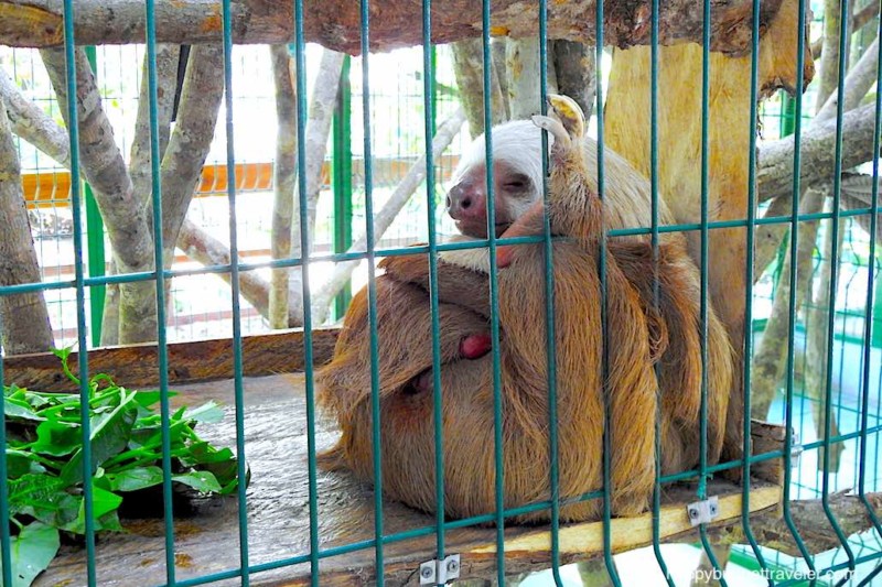 Sloth Sanctuary Costa Rica, learn how sloths live, what they eat, why ...